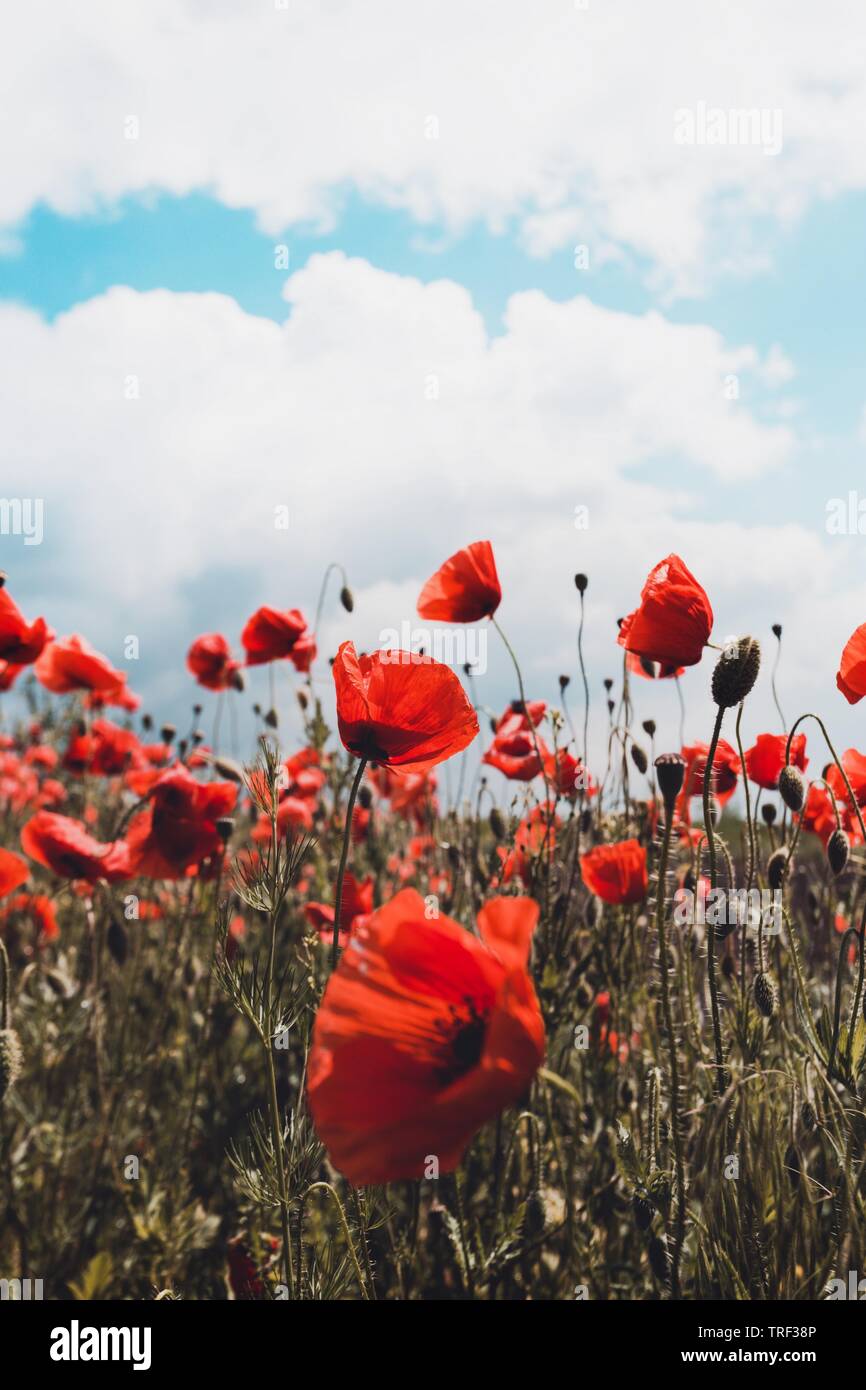 background of beautiful red poppy field against a bright blue sky ...