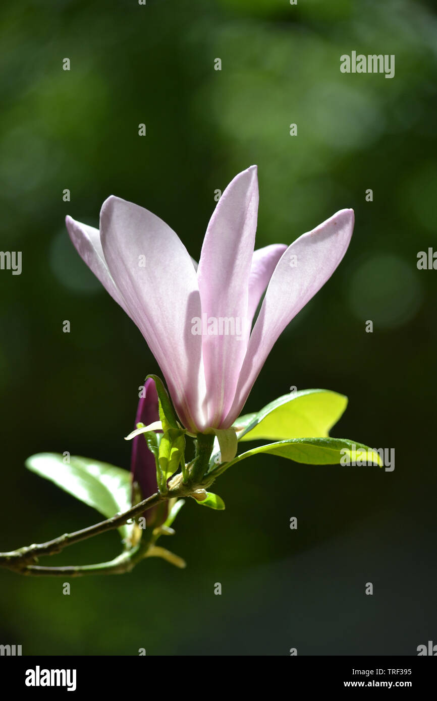 Magnolia Betty High Resolution Stock Photography and Images - Alamy