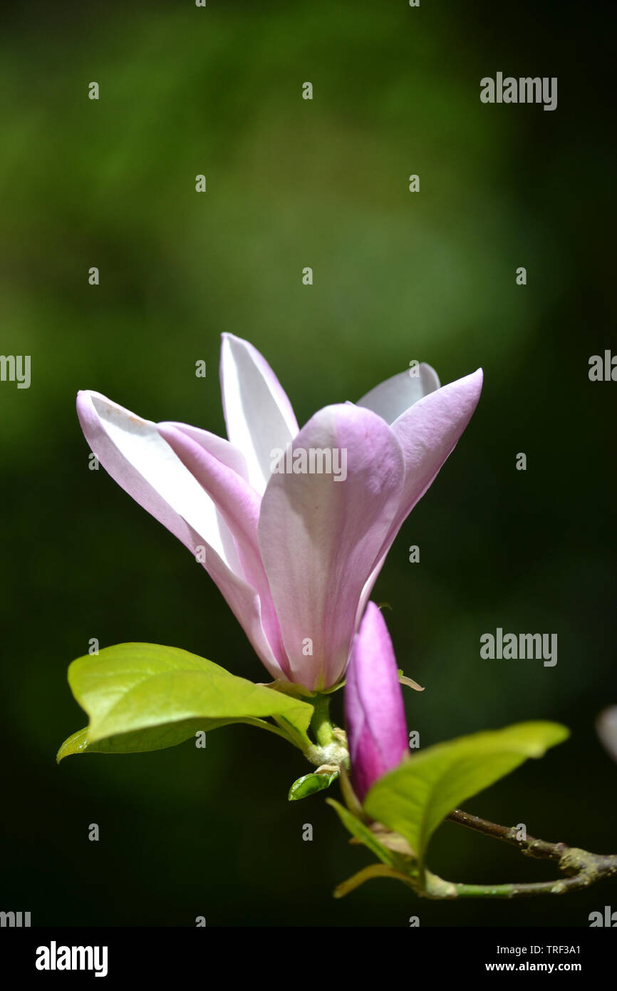 Magnolia Betty High Resolution Stock Photography and Images - Alamy