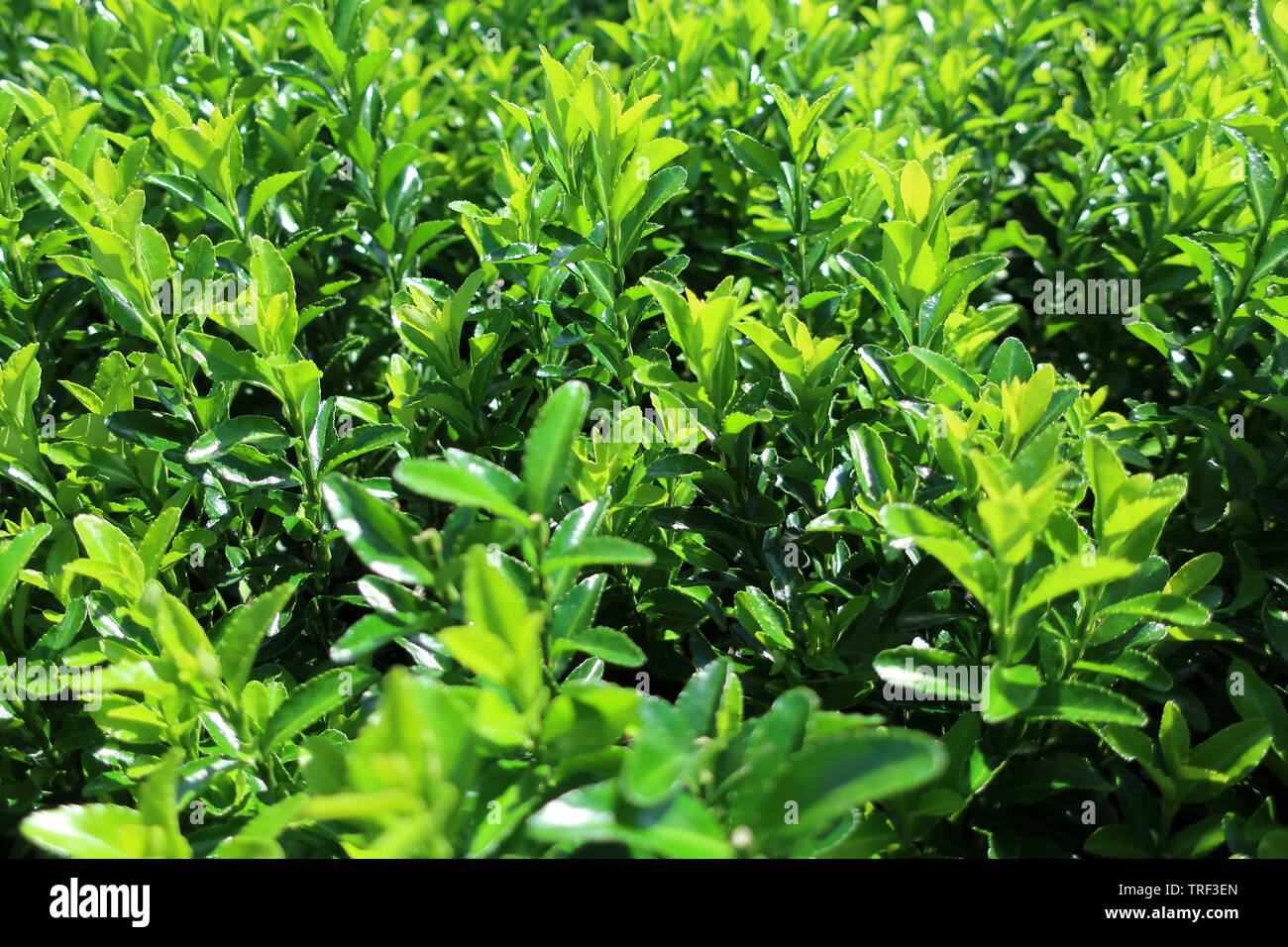 Lots of buxus plants for background use Stock Photo - Alamy