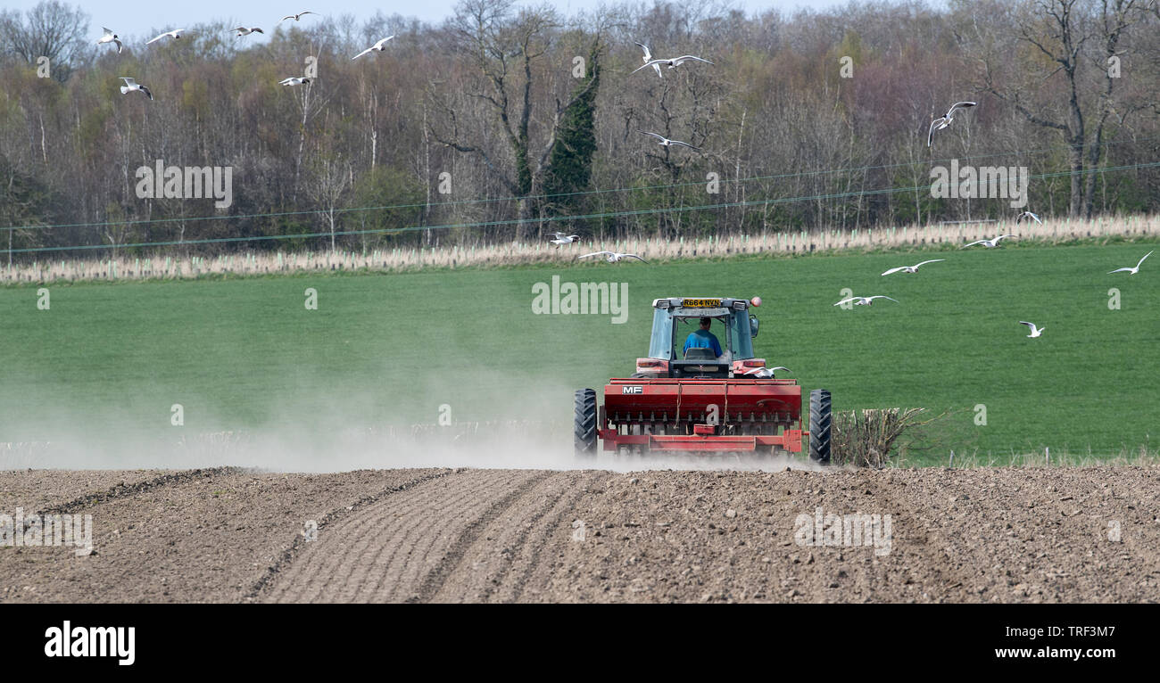 Farmer planting spring barley with a Massey Ferguson 4245 tractor and a ...