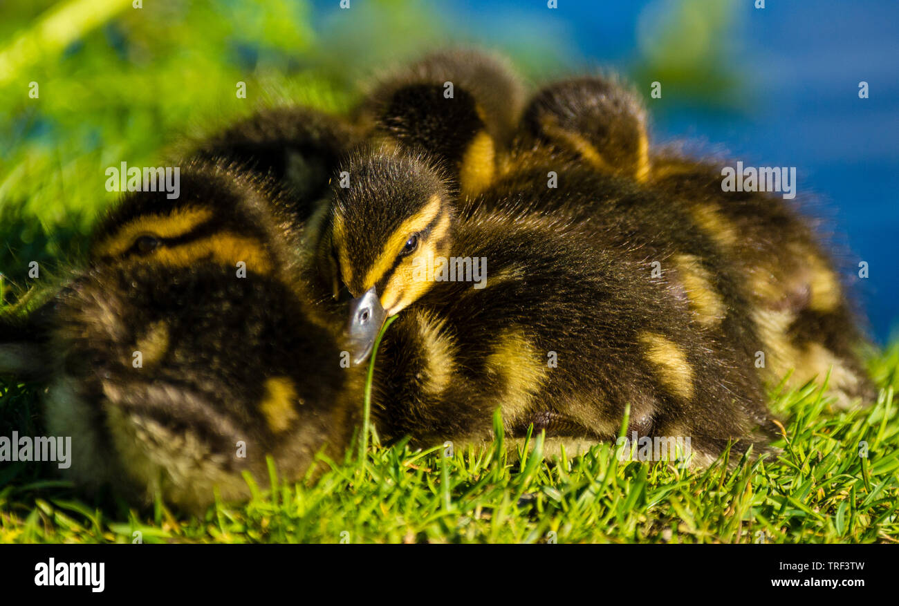 New born ducklings Stock Photo - Alamy