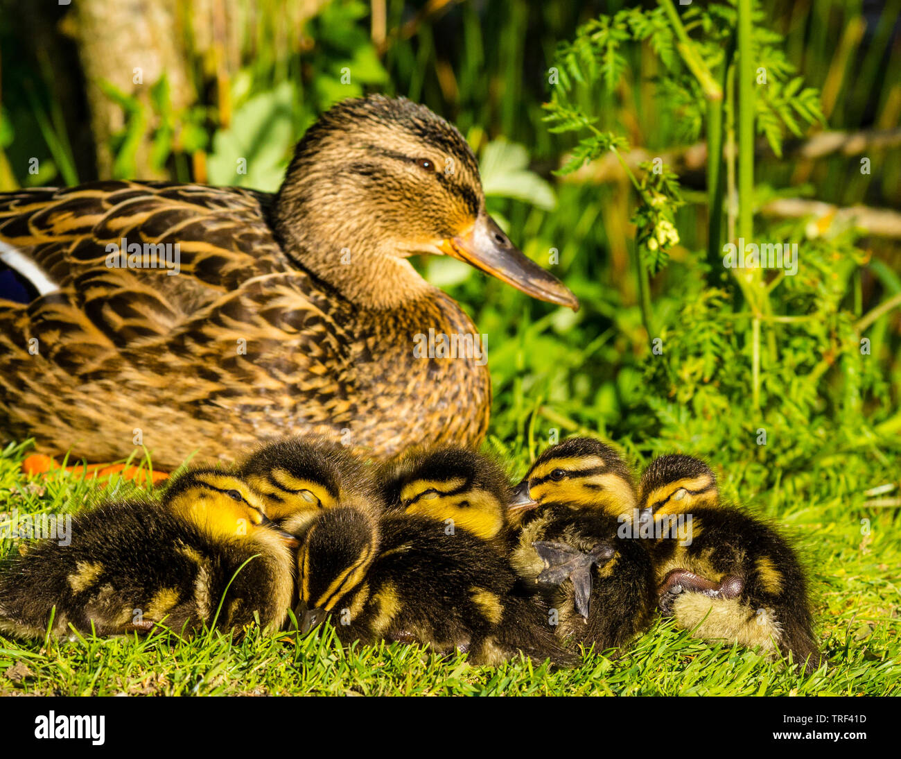 New born ducklings Stock Photo - Alamy