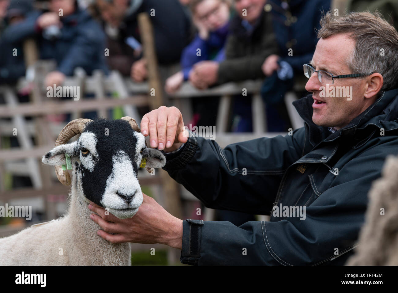 Swaledale sheep being showed at a sheep show held at Tan Hill, the ...