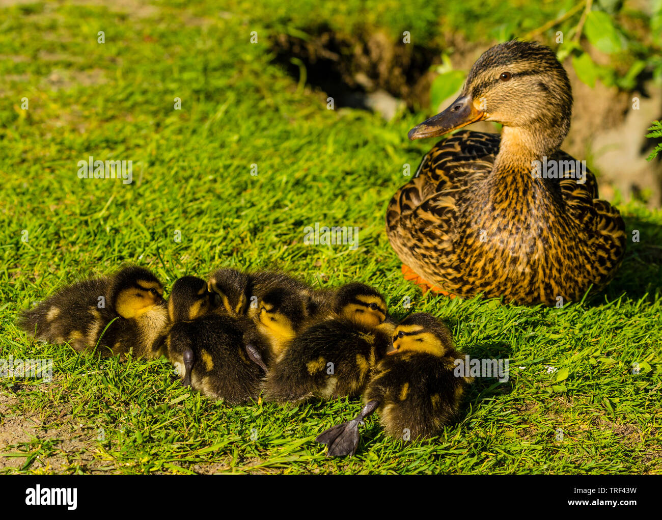 New born ducklings Stock Photo - Alamy