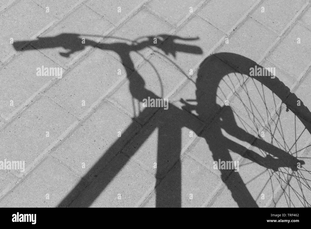 black and white photo of shadow of stem and front wheel of bicycle ...