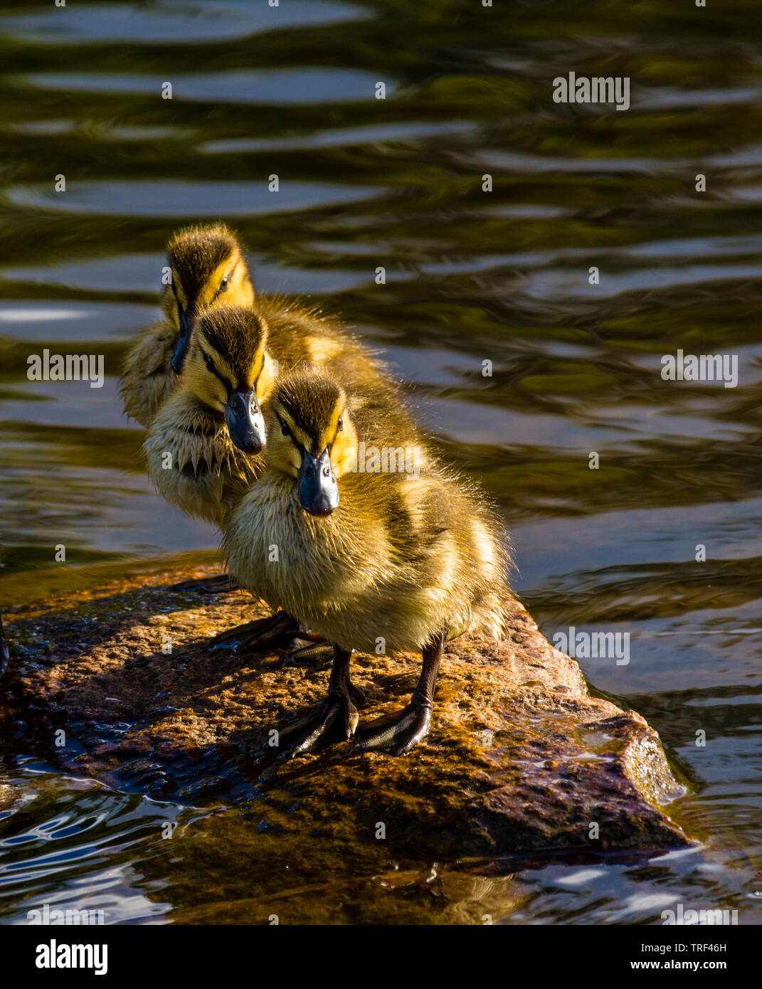 New born ducklings Stock Photo - Alamy