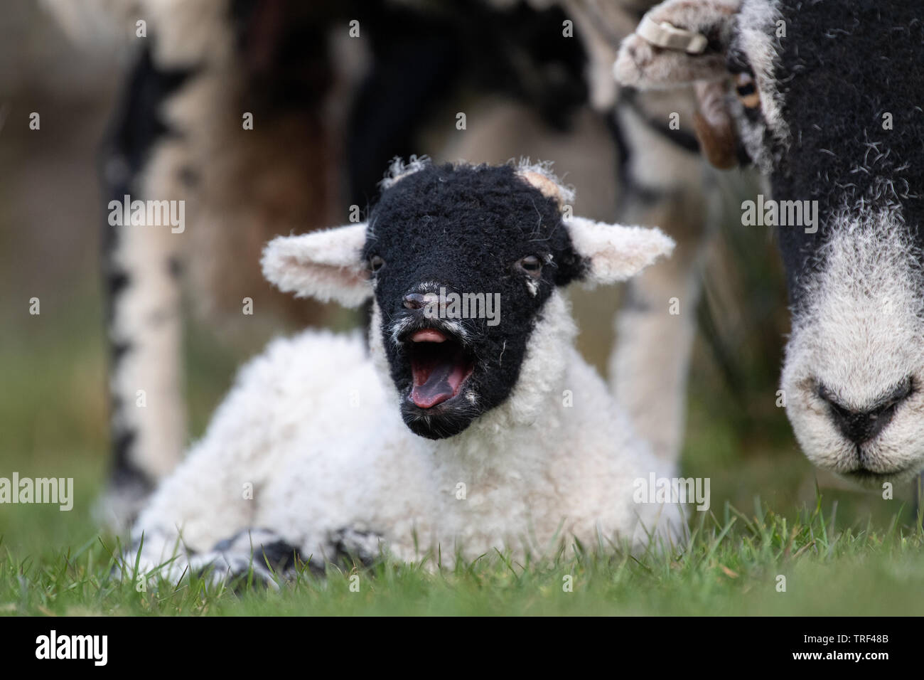 Animal mouth open sheep hi-res stock photography and images - Alamy