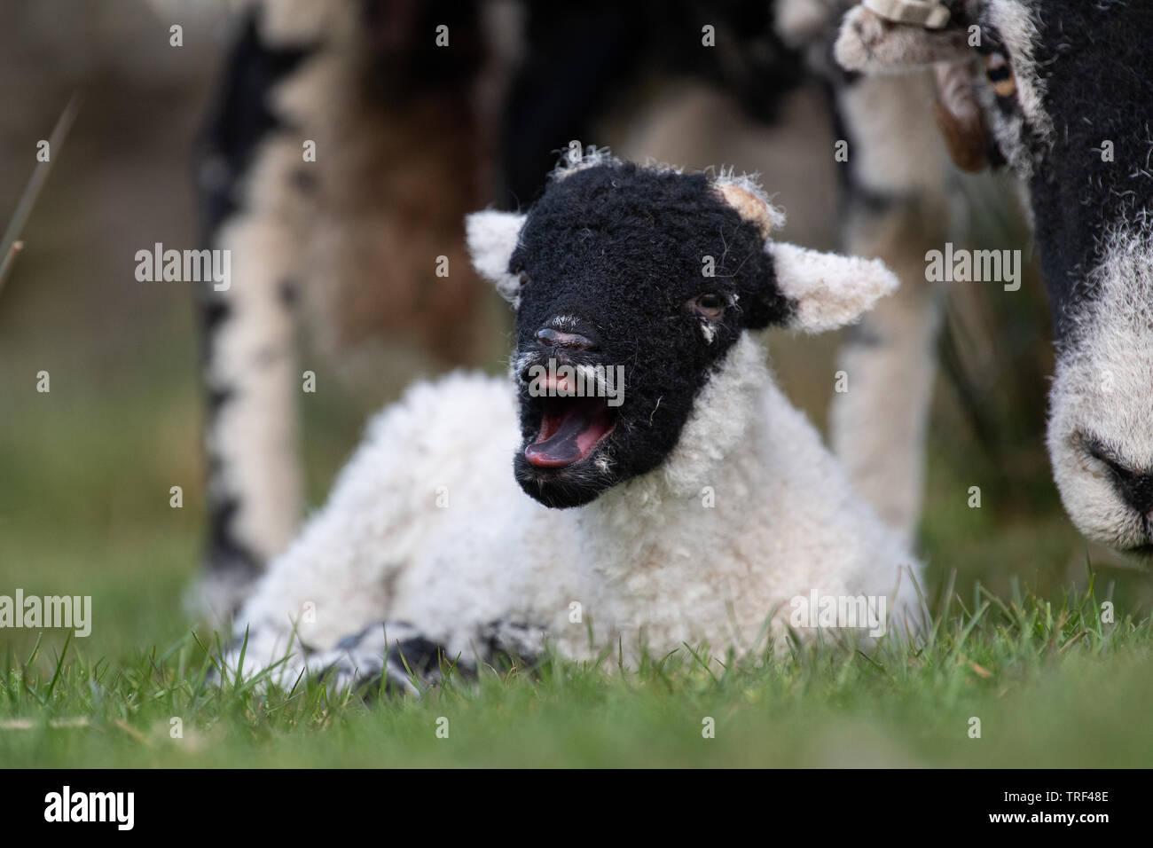 Animal mouth open sheep hi-res stock photography and images - Alamy