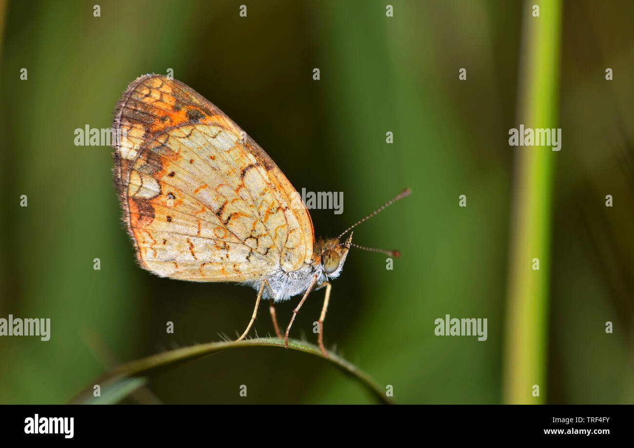Pearl Crescent Butterfly (Phyciodes tharos) roosting on a curved blade ...