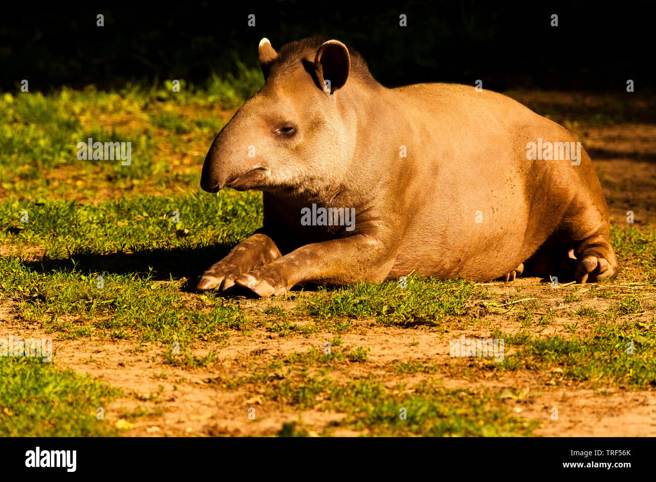 South American Tapir or Brazilian Tapir ( Tapirus Terrestris ) Sitting ...