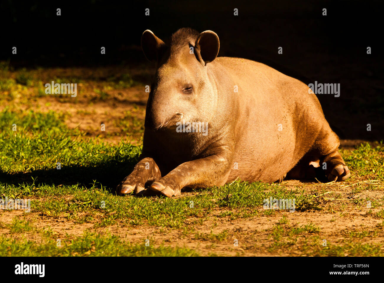 South American Tapir or Brazilian Tapir ( Tapirus Terrestris ) Sitting ...