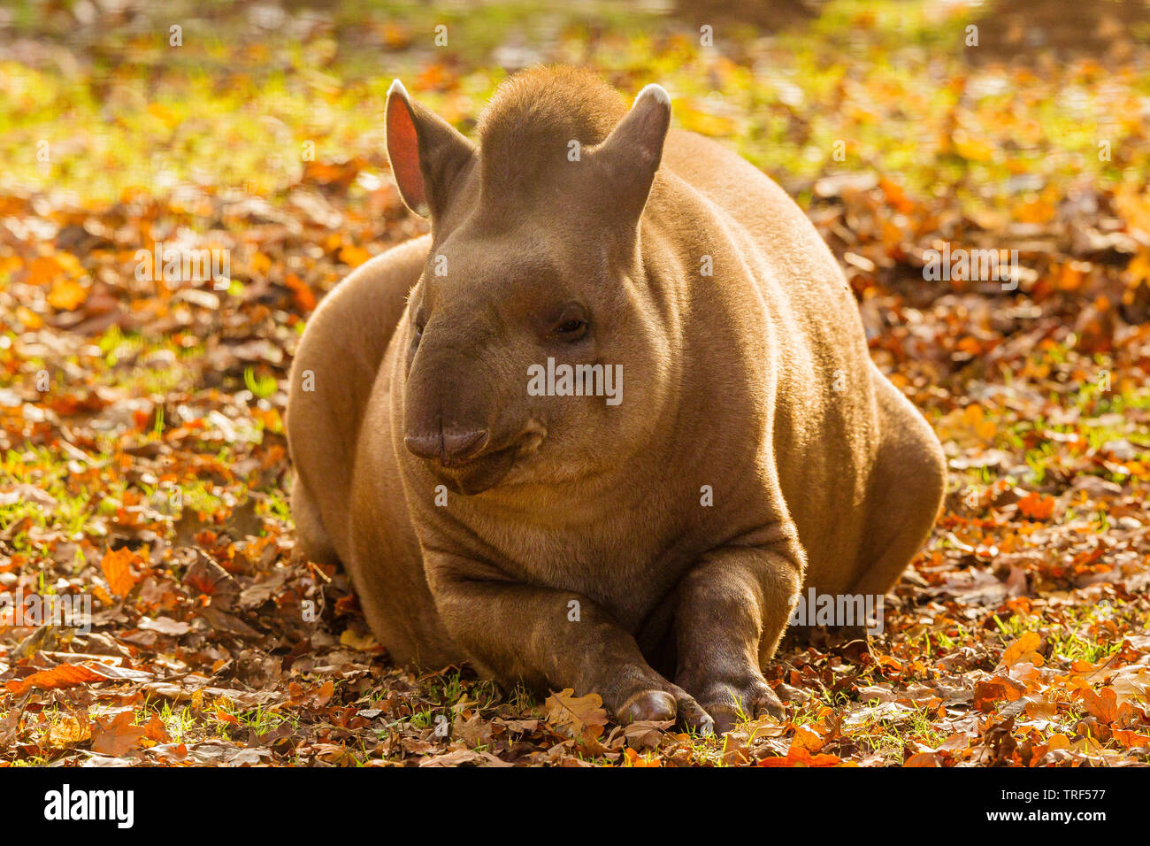 South American Tapir or Brazilian Tapir ( Tapirus Terrestris ) Sitting ...