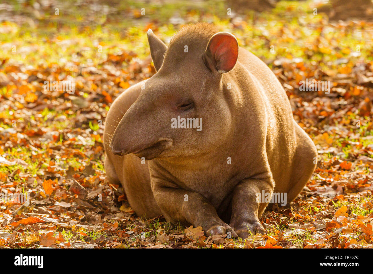 Baby tapir stripe hi-res stock photography and images - Alamy