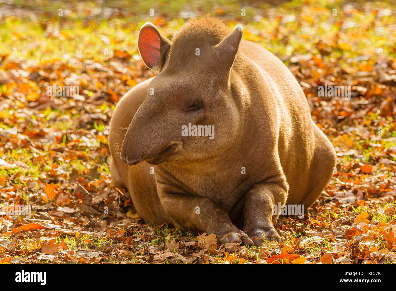 Baby tapir stripe hi-res stock photography and images - Alamy
