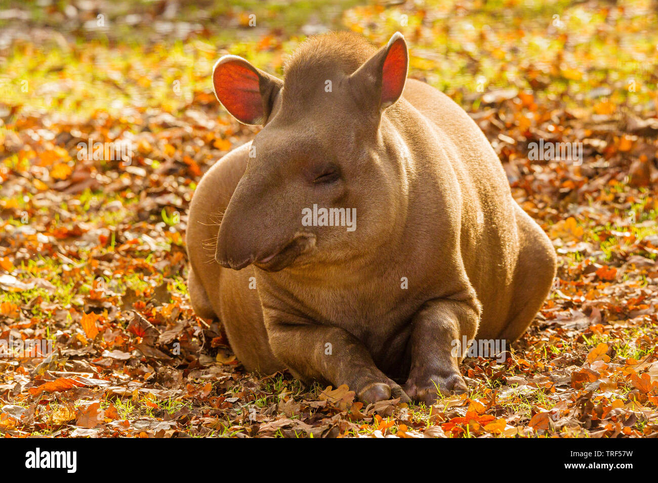 Baby tapir stripe hi-res stock photography and images - Alamy