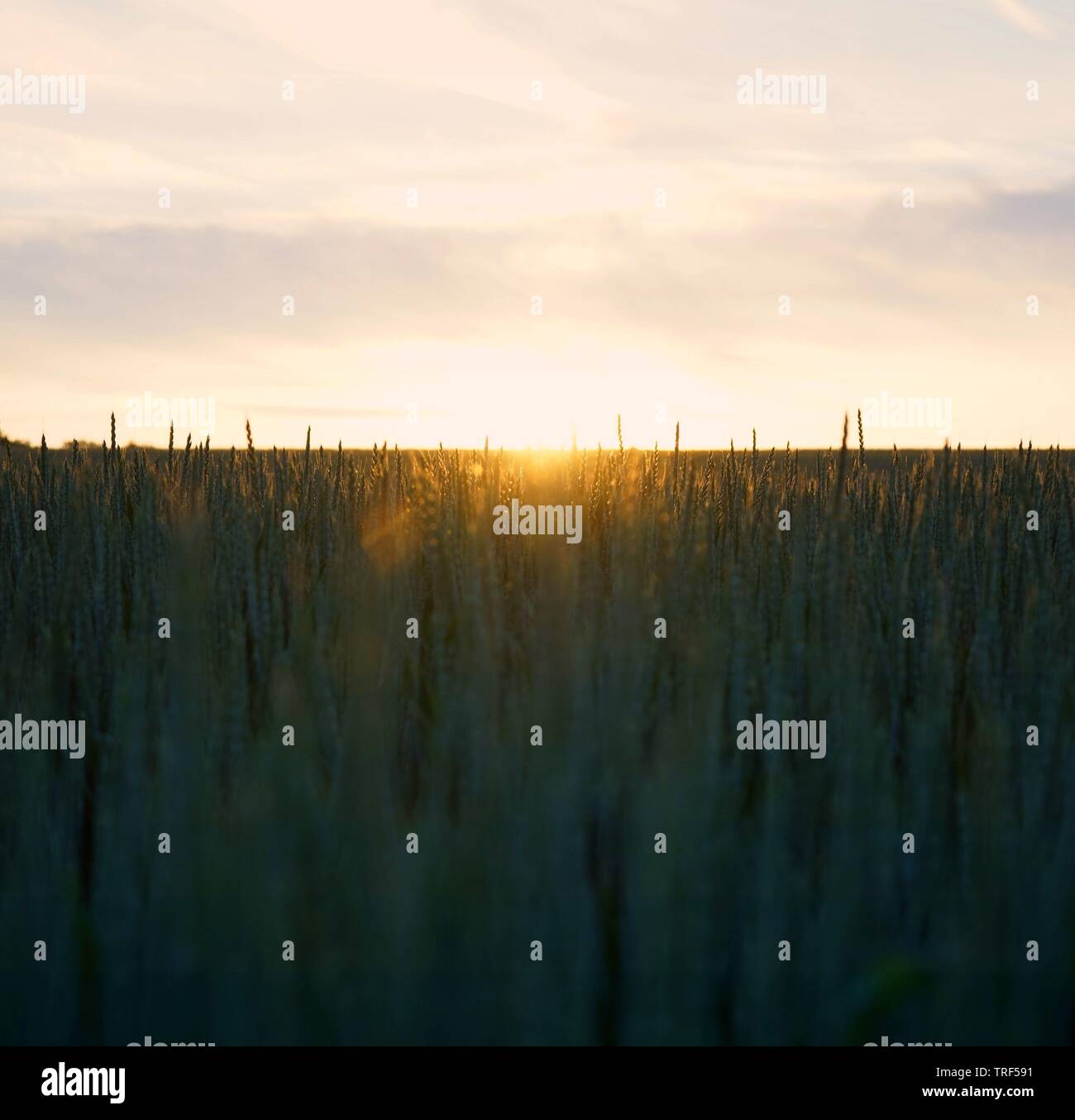 Depth fo field hi-res stock photography and images - Alamy