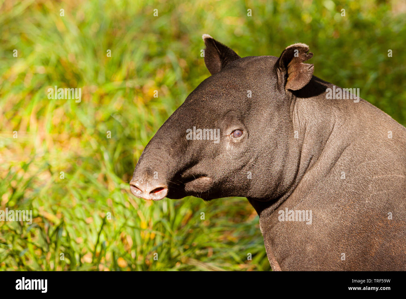 Malayan Tapir Also Called Asian Tapir ( Tapirus indicus Stock Photo - Alamy