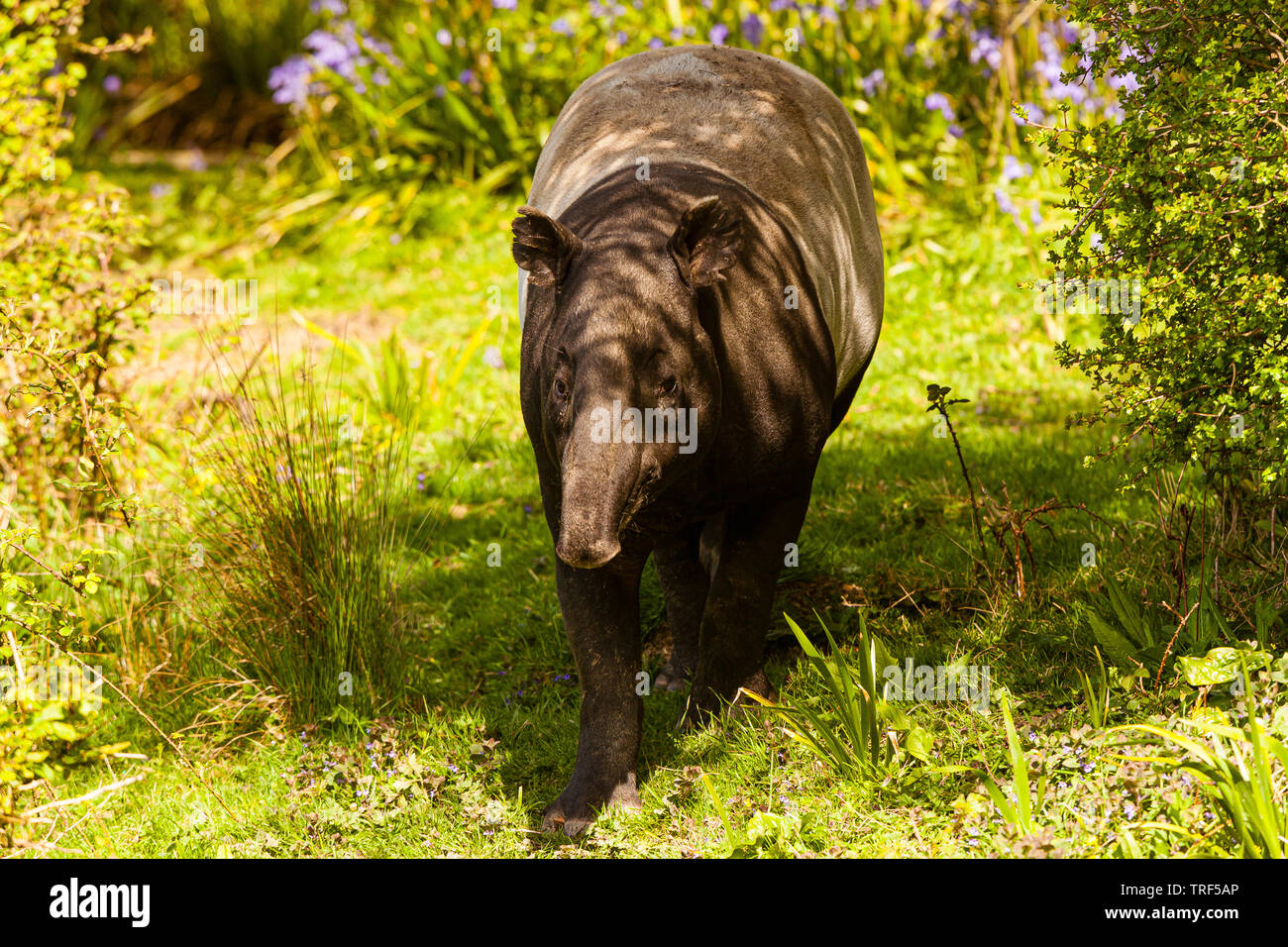 Malayan Tapir Also Called Asian Tapir ( Tapirus indicus ) Walking Under ...