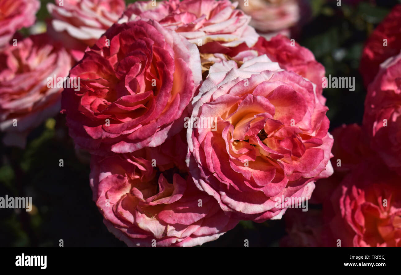 Roses in Cervantes Park, Barcelona Spain Stock Photo - Alamy