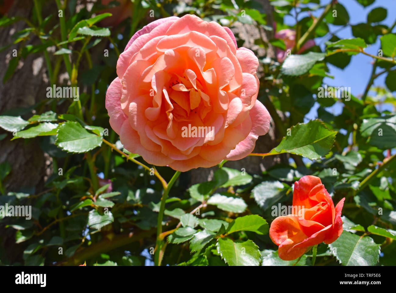 Roses in Cervantes Park, Barcelona Spain Stock Photo - Alamy