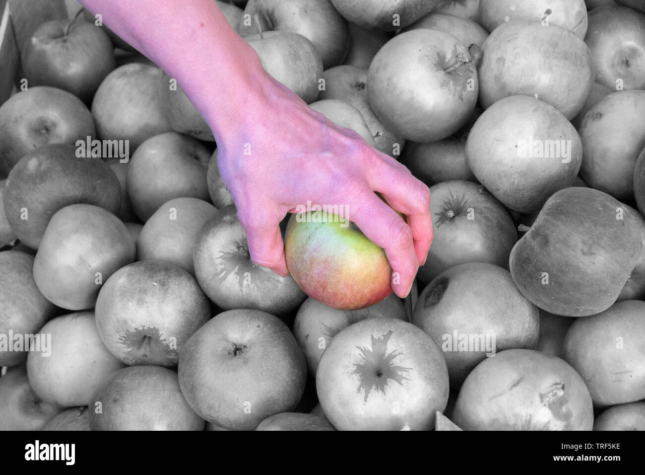 Hand take red apples from hi-res stock photography and images - Alamy