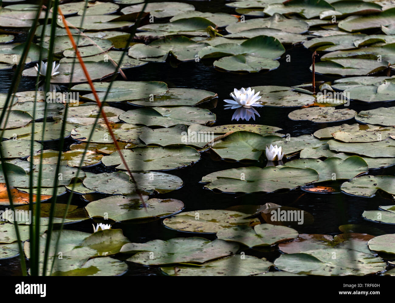 Sakarya karasu hi-res stock photography and images - Alamy