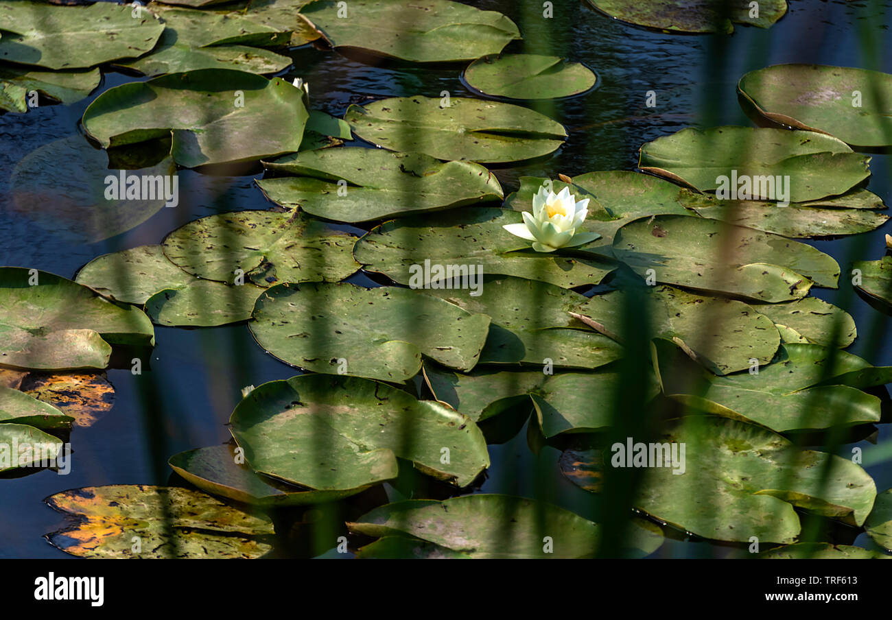 Acarlar longozu lotus flower Karasu,Sakarya,Turkey Stock Photo - Alamy