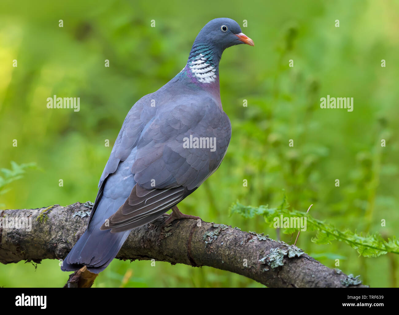 Common wood pigeon perched on curvy old branch with moss and ferns in ...