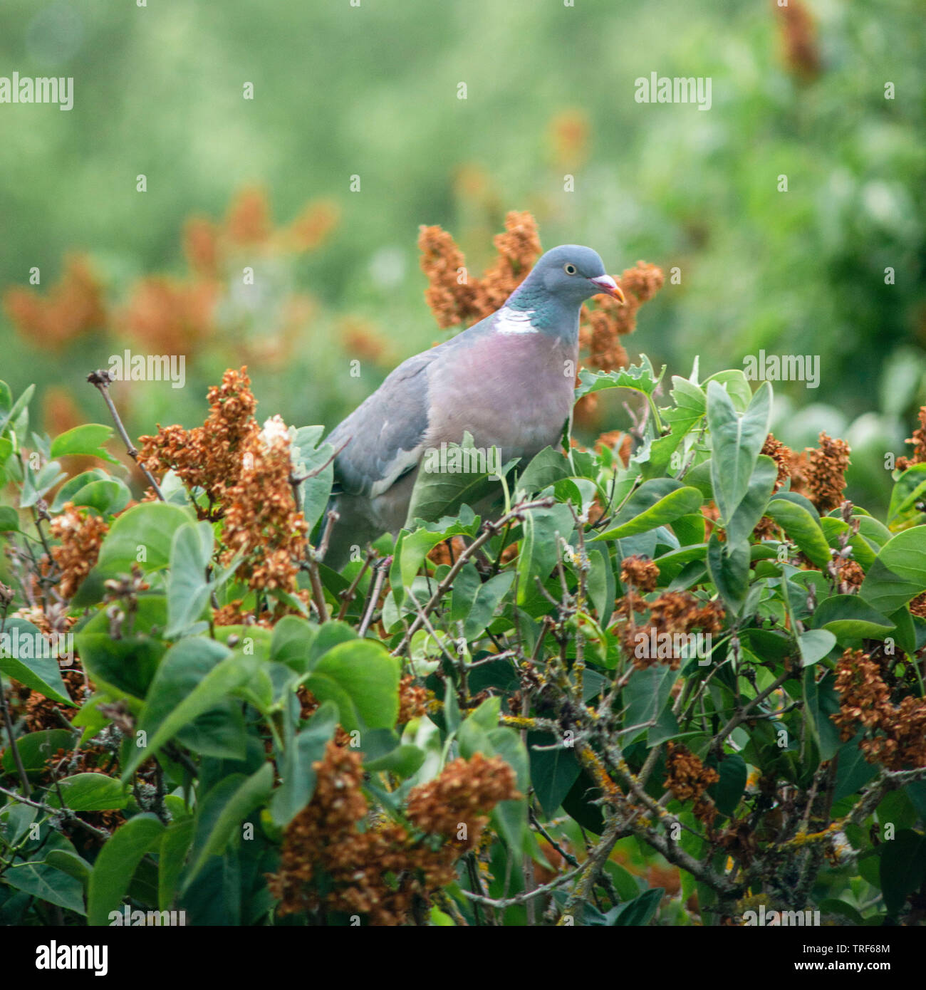 Pigeon in tree Stock Photo - Alamy