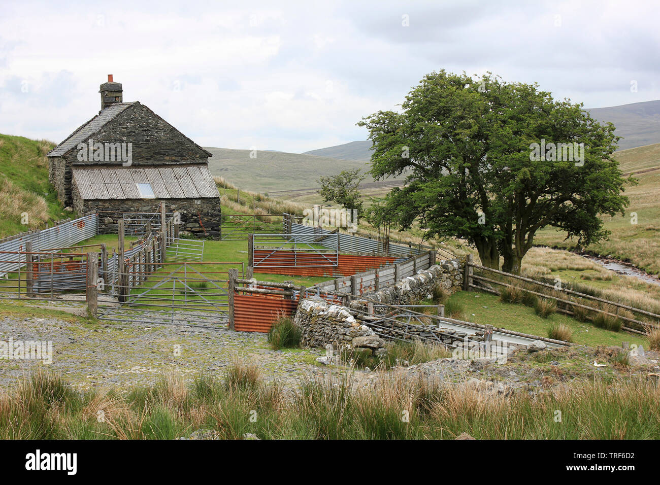 Remote Farmhouse with Sheep Pens on the Migneint Moors, nr Ysbyty Ifan ...