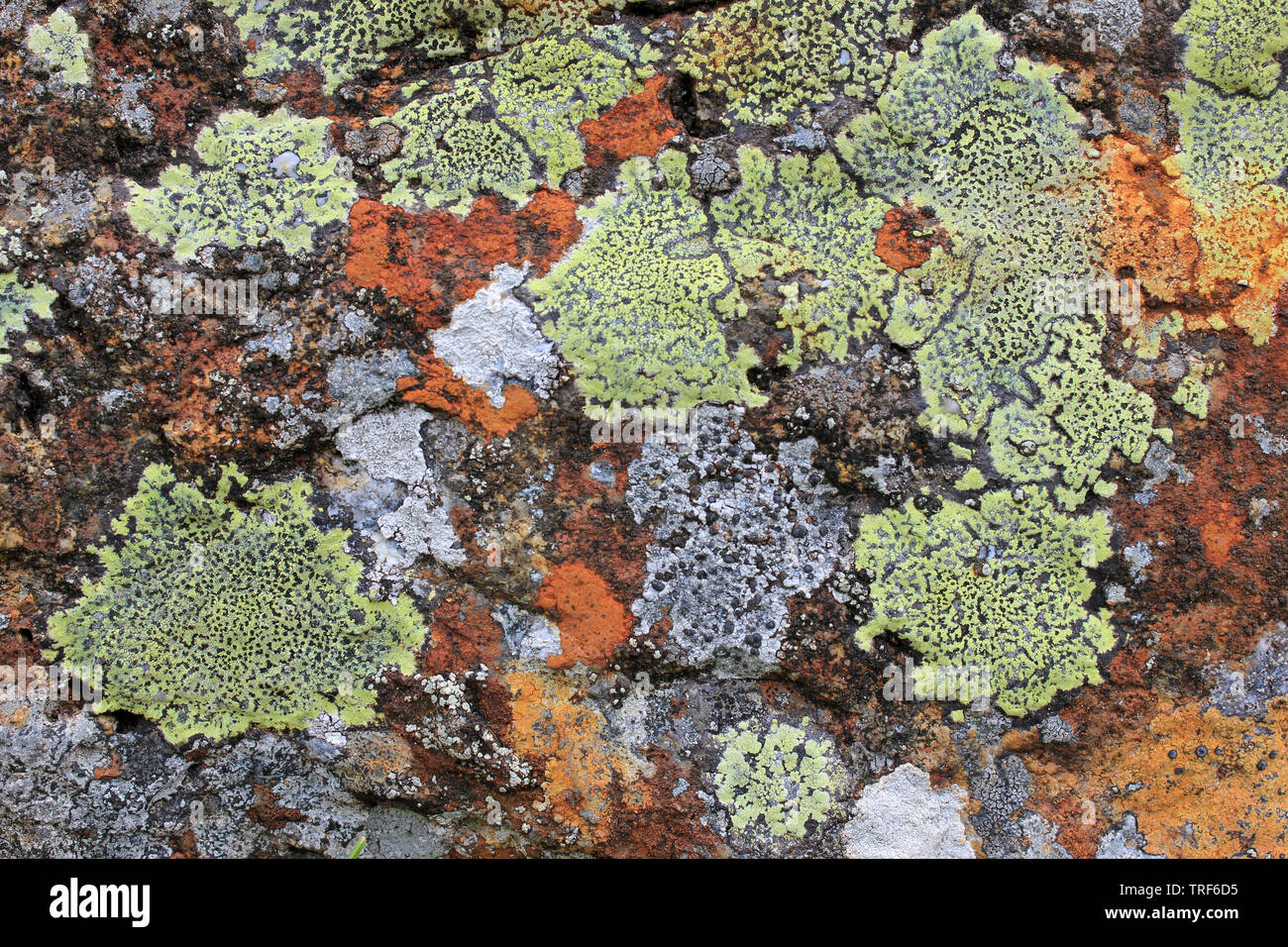 Lichen geographicum hi-res stock photography and images - Alamy