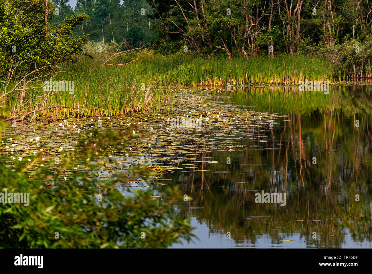 Acarlar longozu lotus flower Karasu,Sakarya,Turkey Stock Photo - Alamy