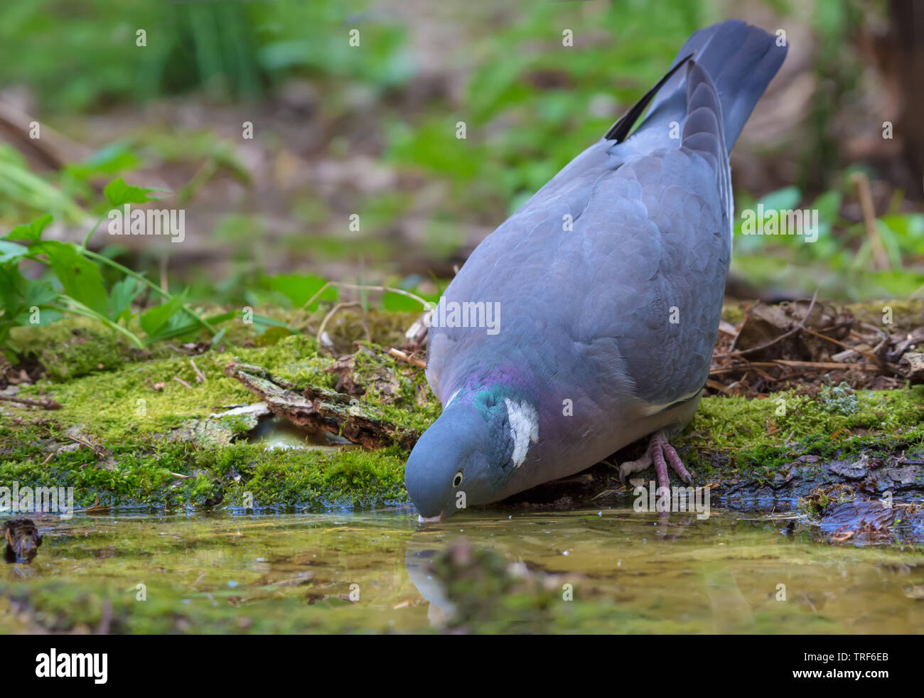 Earth without water hi-res stock photography and images - Alamy