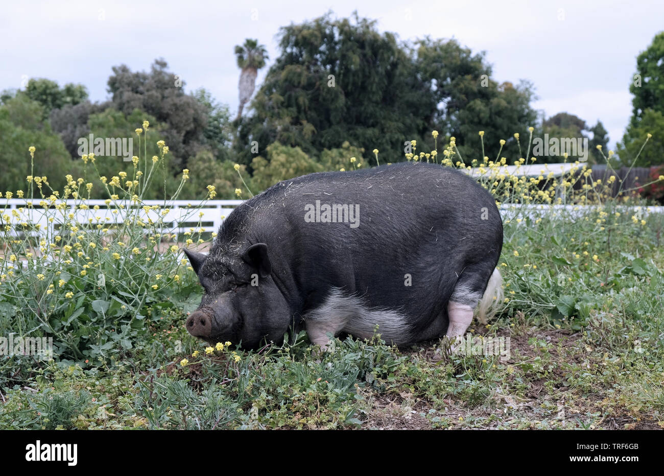 Pig in a field hi-res stock photography and images - Alamy