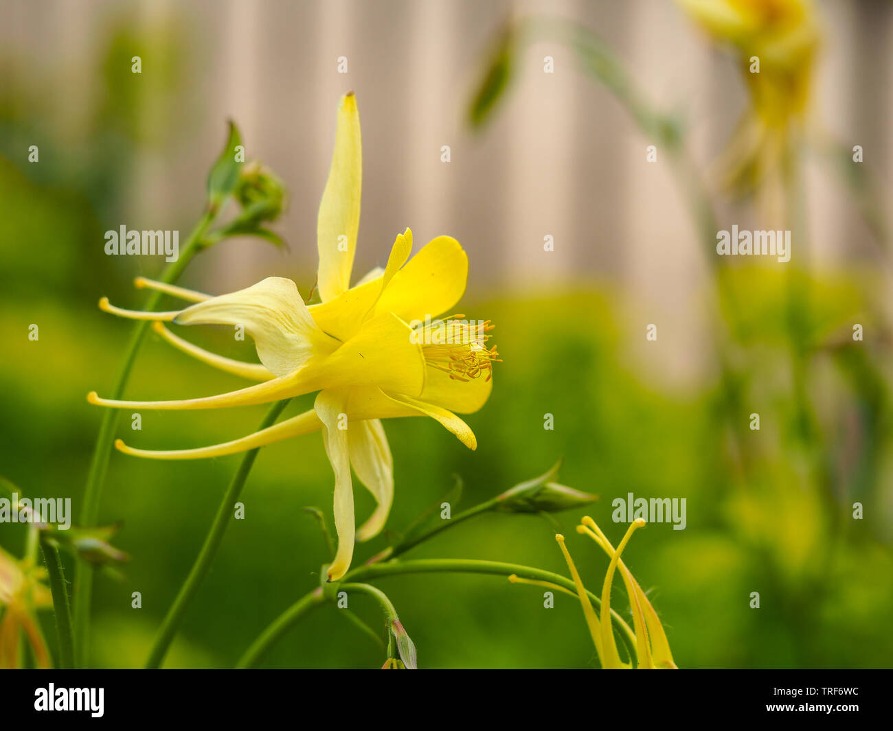 Columbine closeup hi-res stock photography and images - Alamy