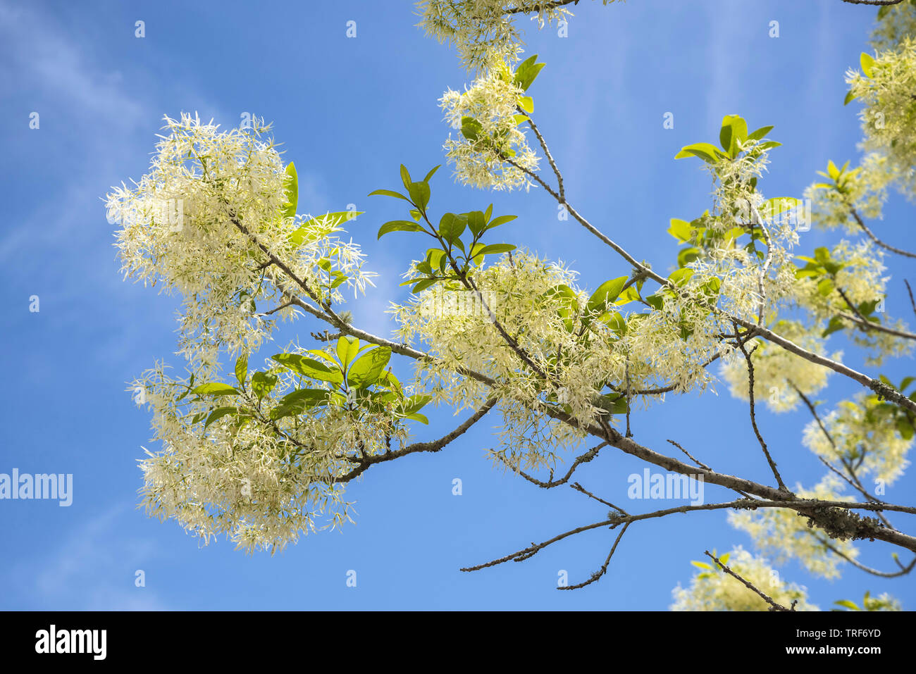 White flowers of american white fringetree hi-res stock photography and ...