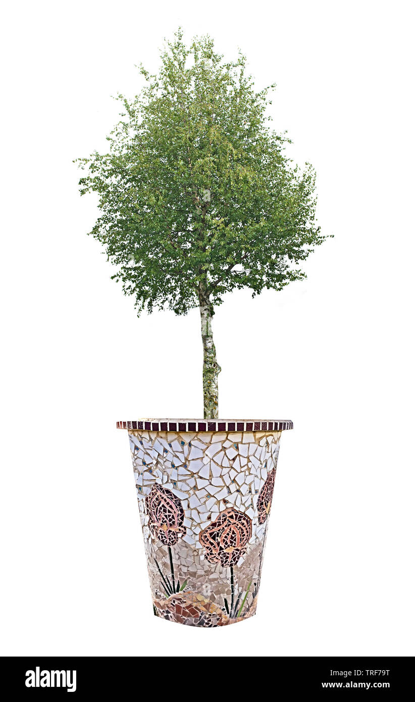 Birch betula tree trunk Cut Out Stock Images & Pictures - Alamy