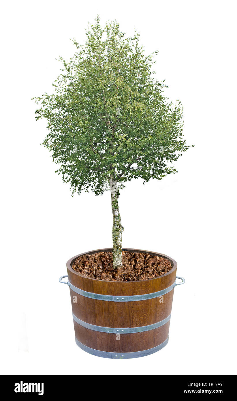 Birch tree isolated on white background Stock Photo - Alamy