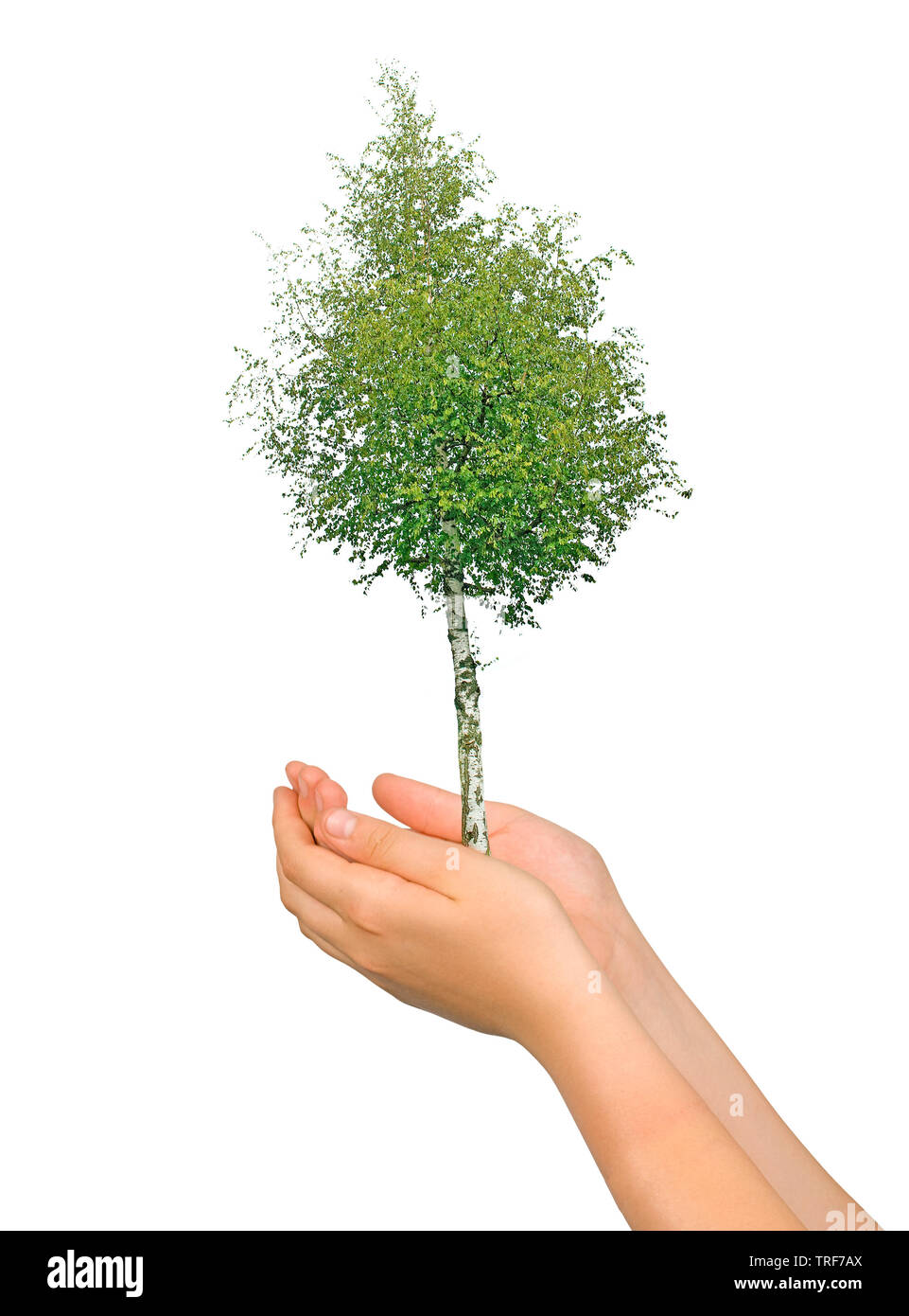 Tree in hands Stock Photo - Alamy
