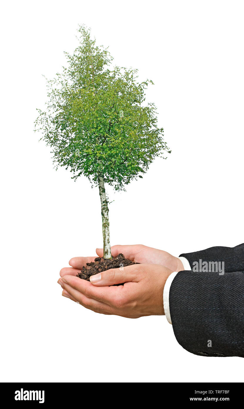 Tree in hands Stock Photo - Alamy