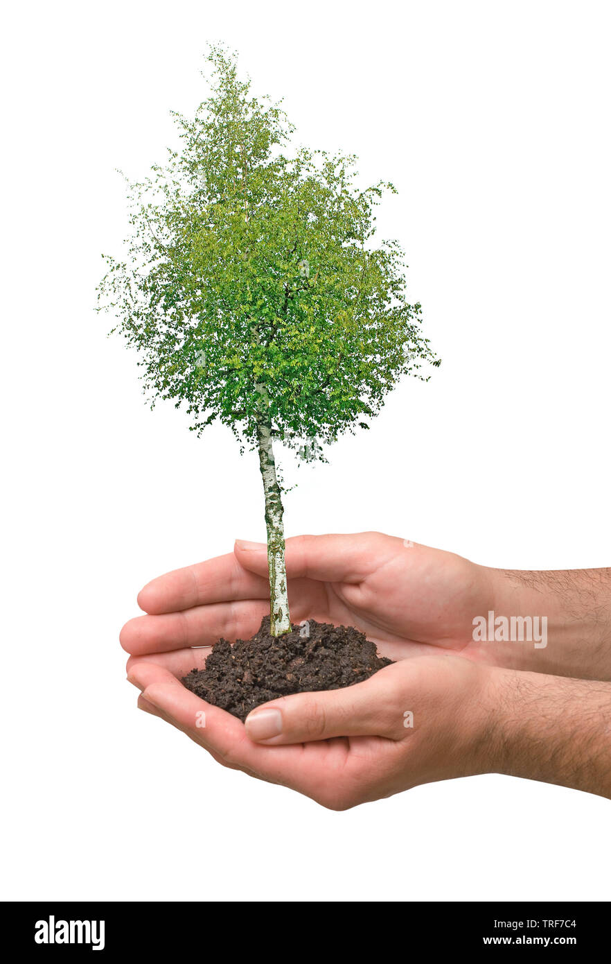 Tree in hands as a symbol of nature potection Stock Photo - Alamy