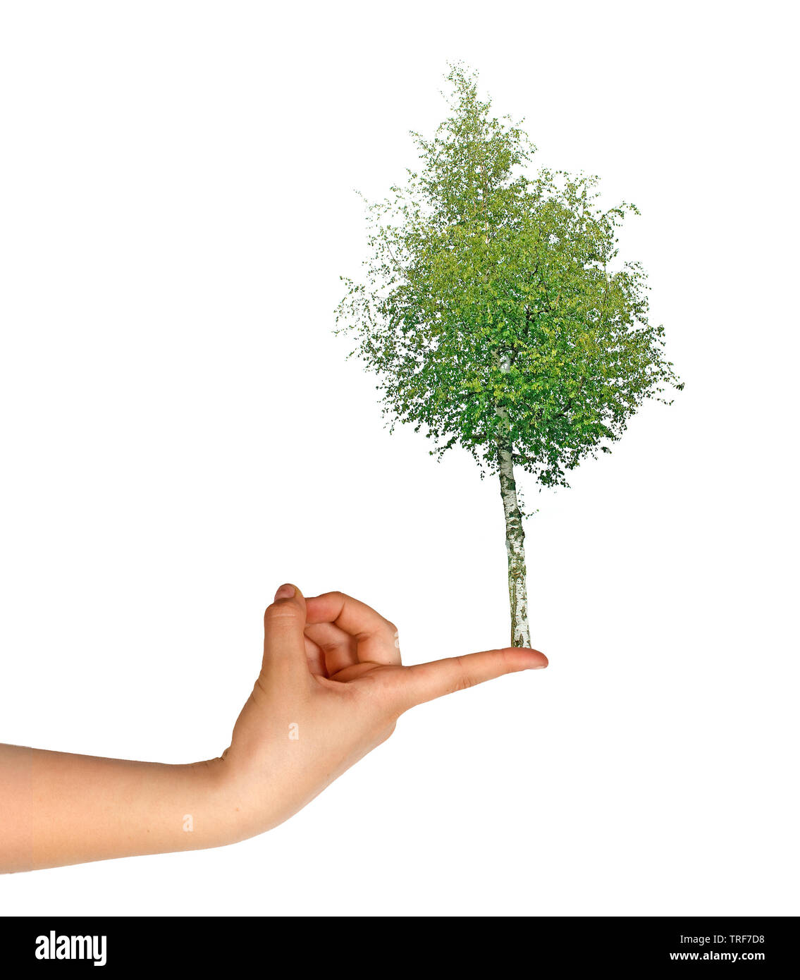 Tree on finger Stock Photo - Alamy