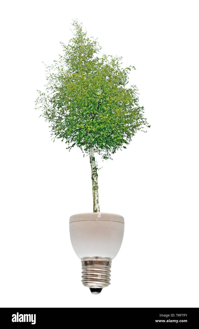Tree growing from base of fluorescent lamp Stock Photo - Alamy Tree growing from base of fluorescent lamp Stock Photo - Alamy