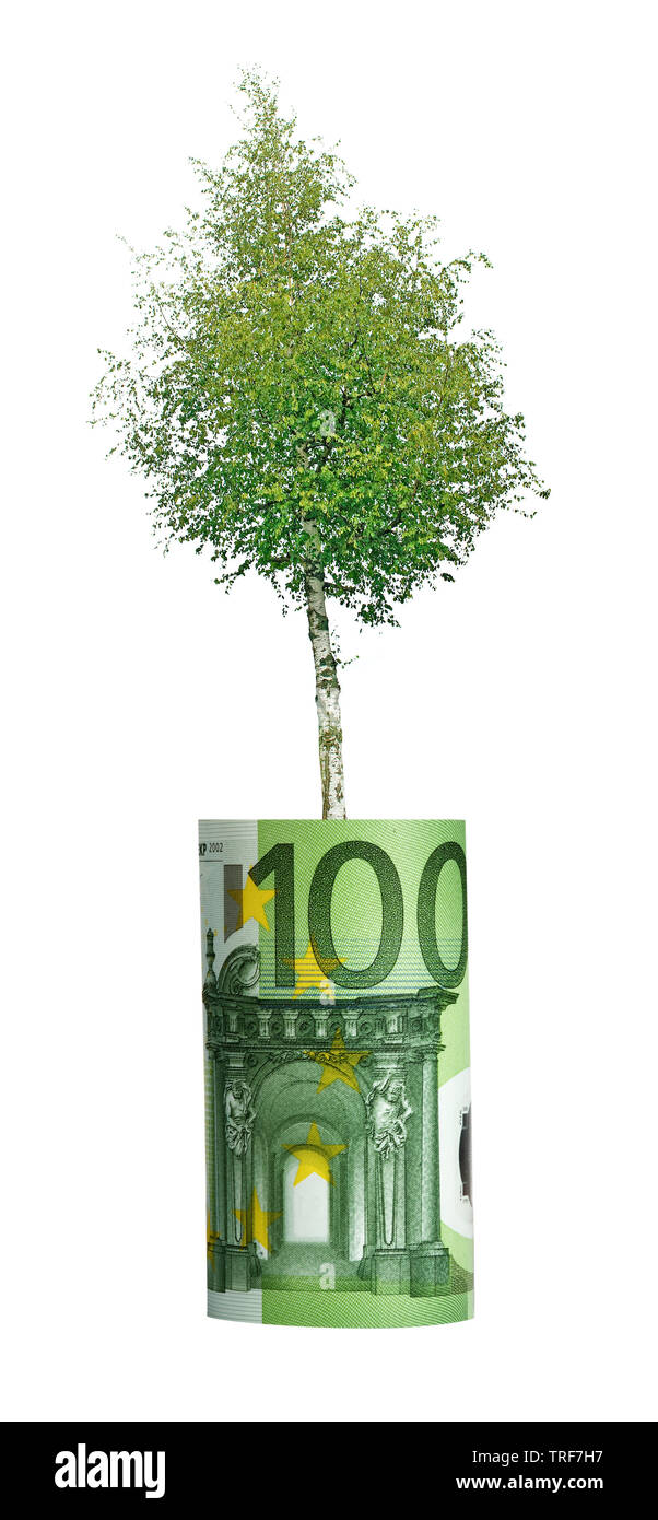 Birch tree growing from euro bill Stock Photo - Alamy