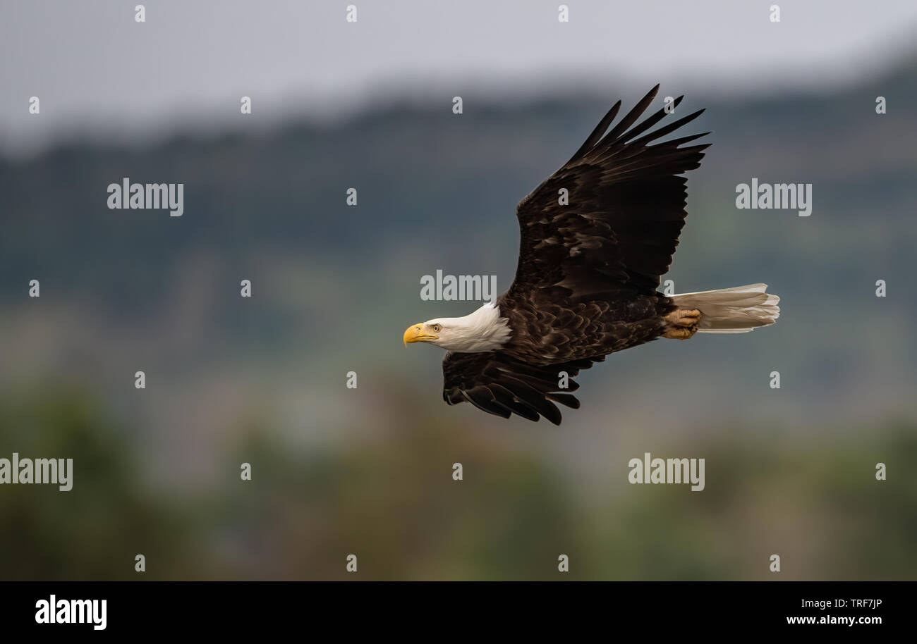 Eagle Flying in the Sky Stock Photo - Alamy