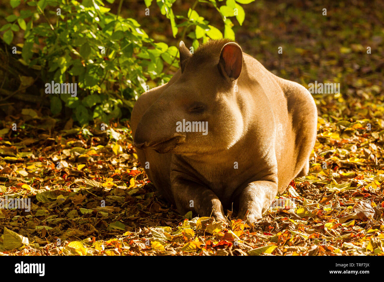 South American Tapir or Brazilian Tapir ( Tapirus Terrestris ) Sitting ...