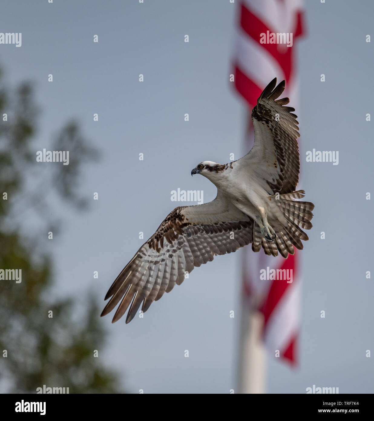 Osprey Diving for a fish Stock Photo - Alamy