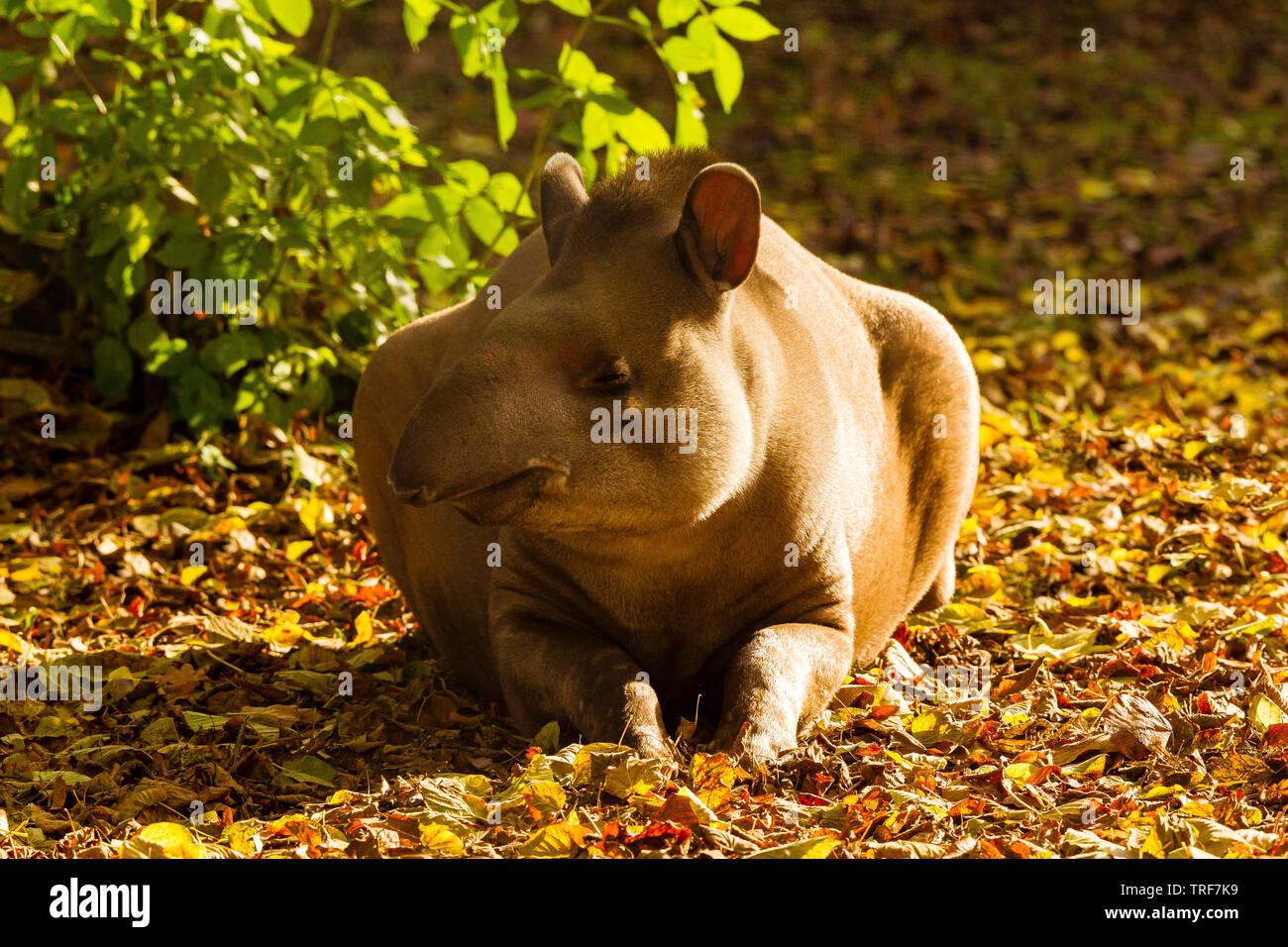Baby tapir stripe hi-res stock photography and images - Alamy