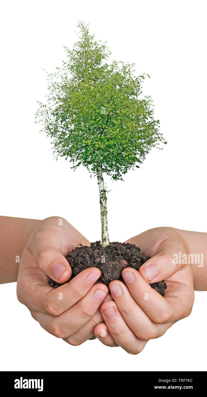 Tree in hands as a symbol of nature potection Stock Photo - Alamy